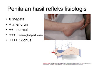 Pemeriksaan Refleks: FK semester 1