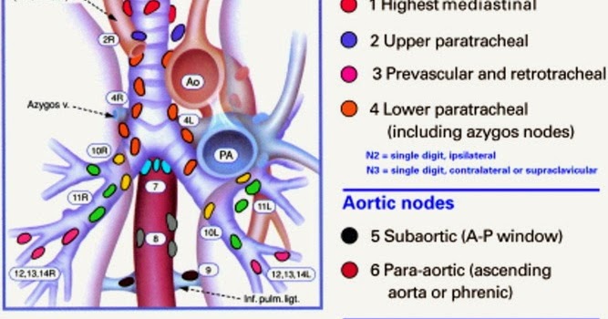 Human Anatomy: Classifying Thoracic (Mediastinal & Hilar) Lymph Nodes