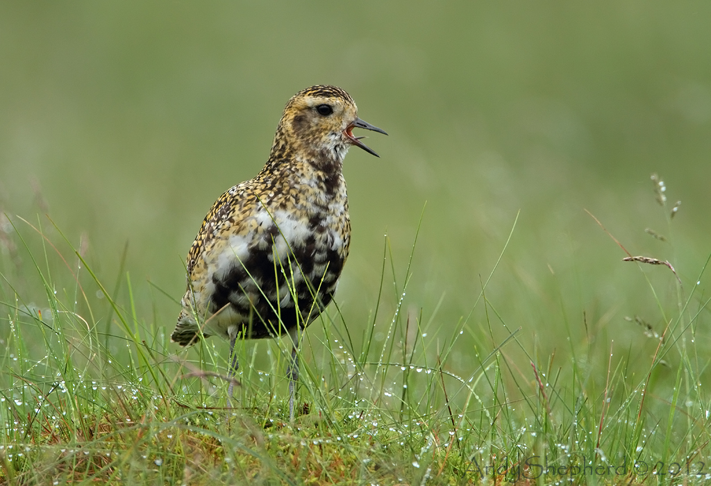 Andy Shepherd Wildlife Photography: Upland Birds