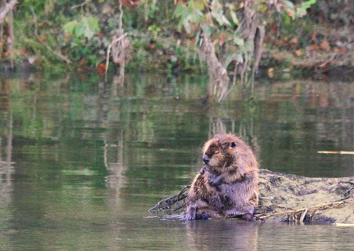Gary's Outdoor Wanderings2: MORE UNUSUAL BEAVER PICS