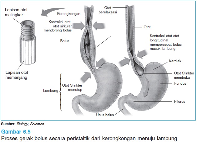 Dian Husada "Anatomi Sistem Pencernaan": Anatomi Mulut dan Esofagus