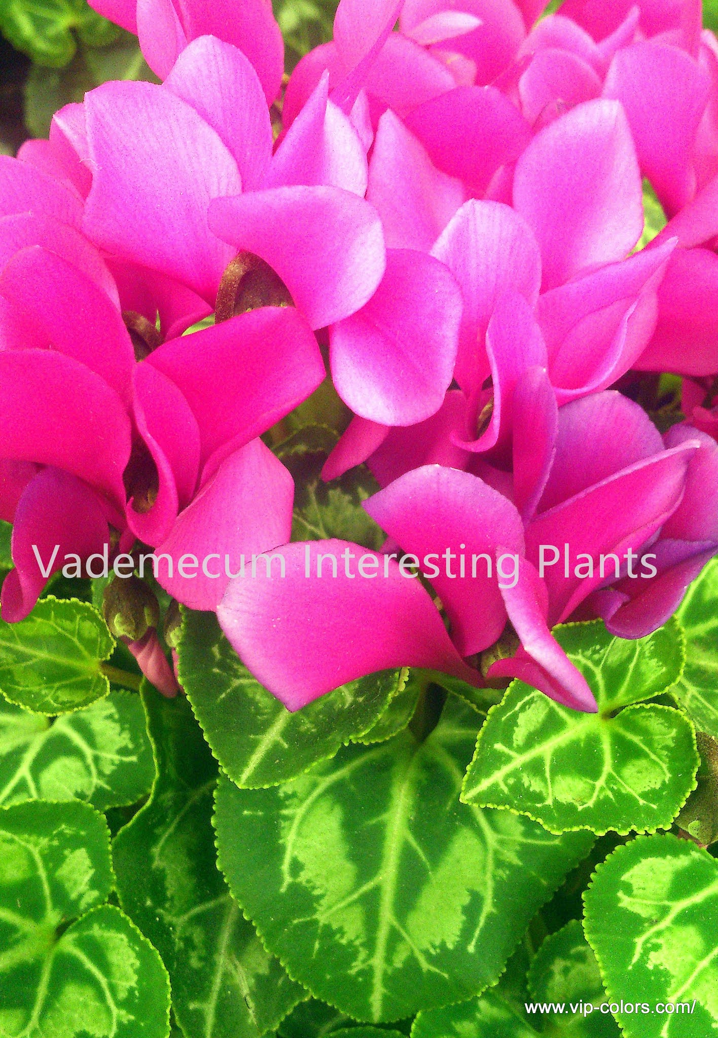 Vademecum Interesting Plants: Cyclamen persicum - Cyklamen perski - Cyclaam