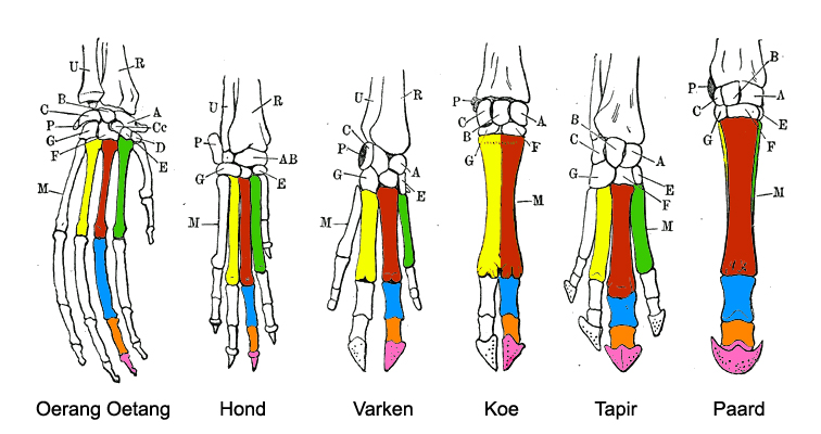 Paardenhoeveninfo: Voeten van paarden en andere dieren