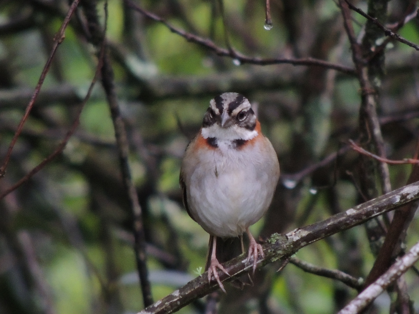 Observando Aves: Tico-tico