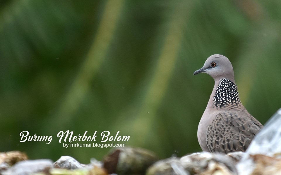 mrkumai.blogspot.com: Koleksi Burung di Cameron Highlands: Merbuk Balam ...