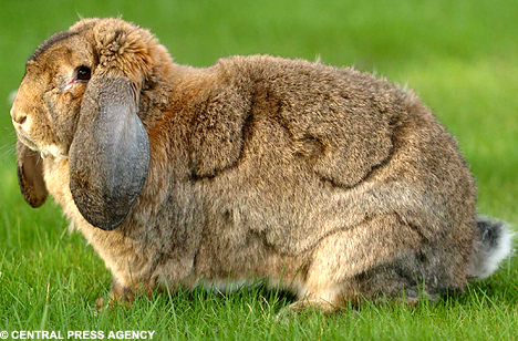 Funny Pictures Gallery: Biggest rabbit in the world, biggest rabbit