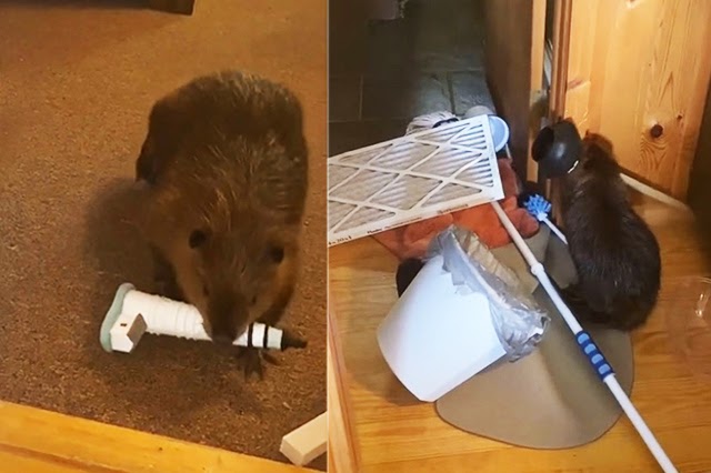 Castor bebé construye presas con artículos domésticos - Mundo Feliz