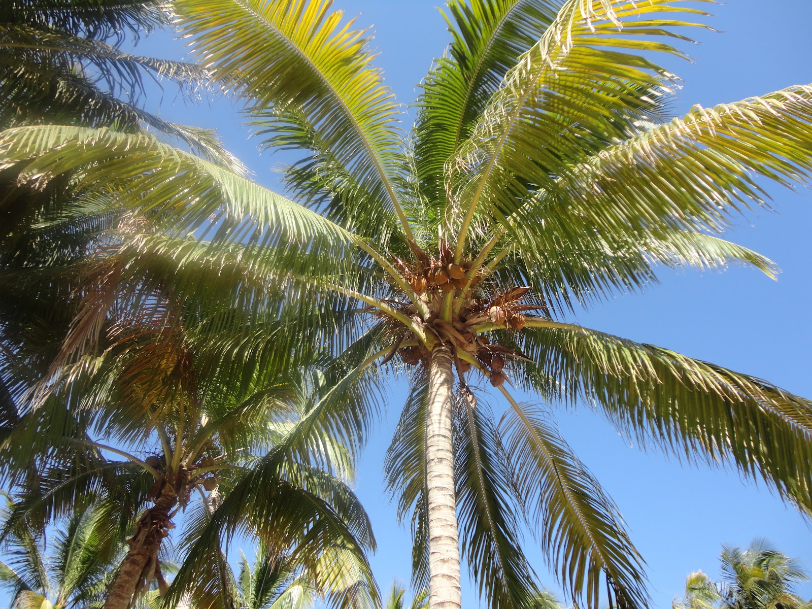 Unstructured Ramblings of My Life...: How I Love Palm Trees