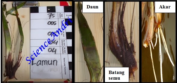 Klasifikasi dan deskripsi lamun | ScienceAndri