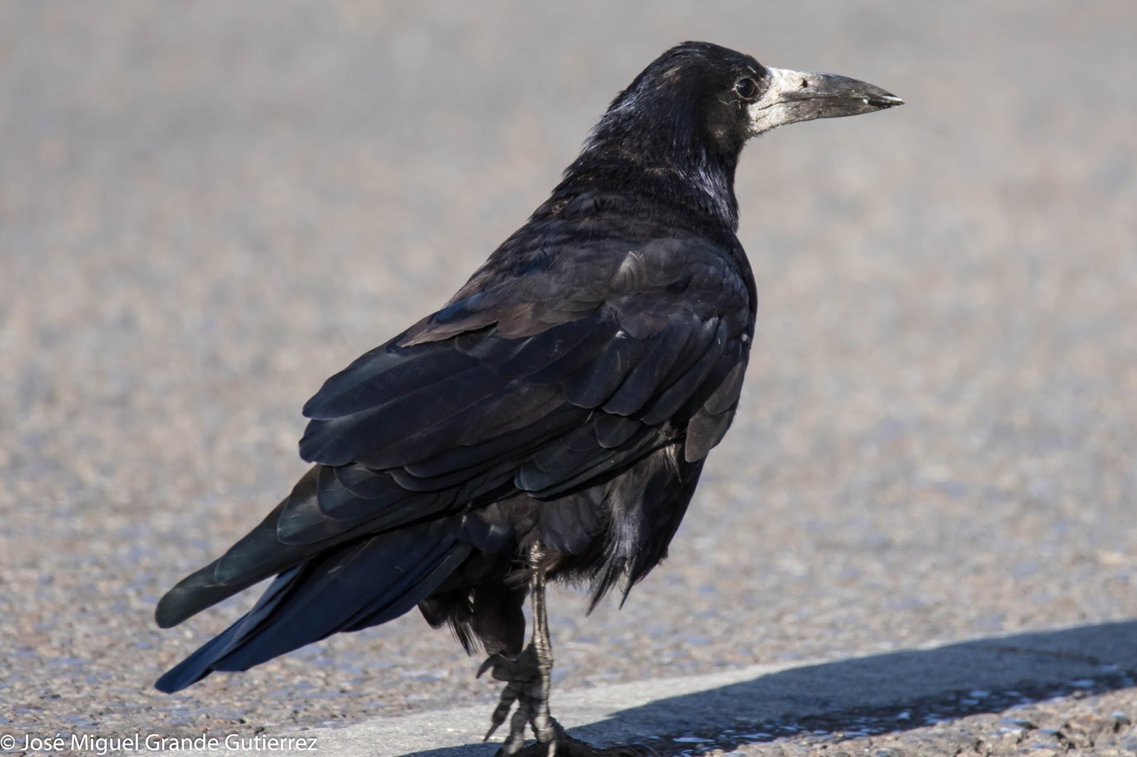AVECEDARIO2016-UN MUNDO MARAVILLOSO: Graja (Corvus frugilegus)-Rook ...