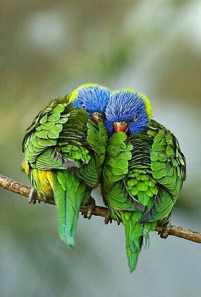 Klip7 Entretencion: Tierna foto de pareja de pajaritos