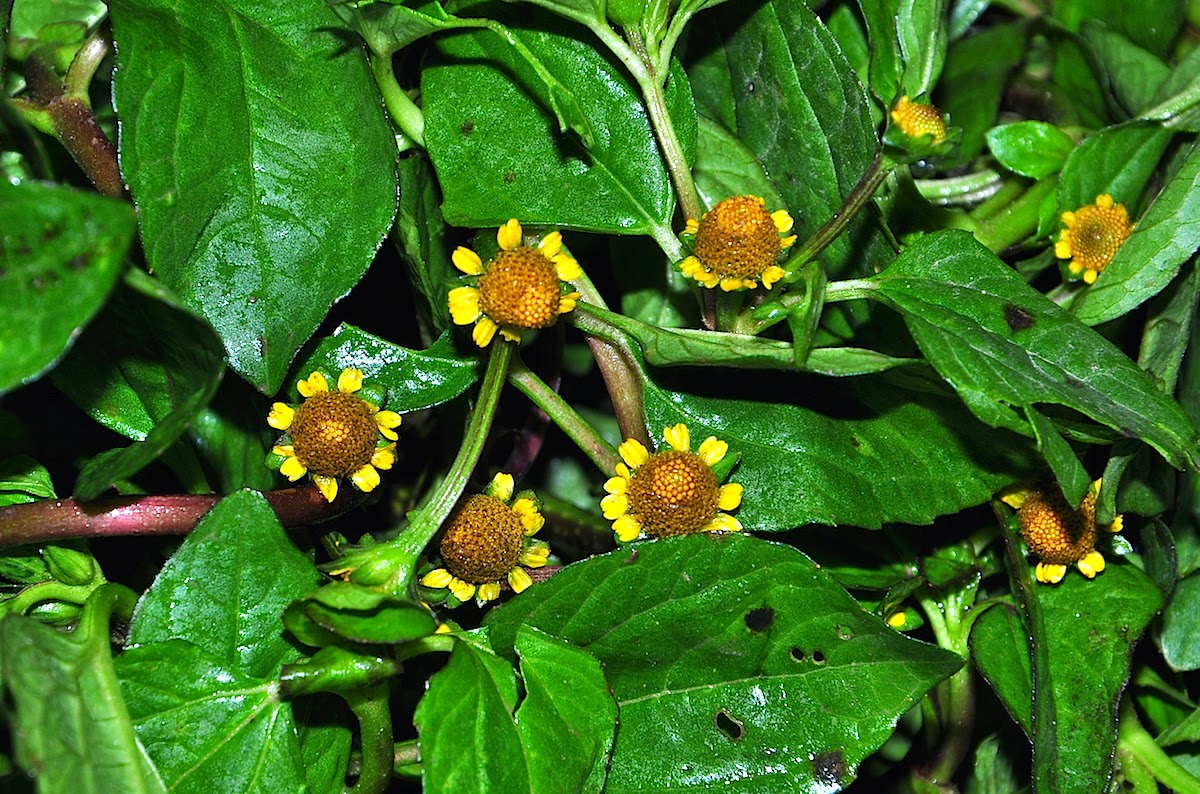 ALTINO MACHADO: Flor do jambu