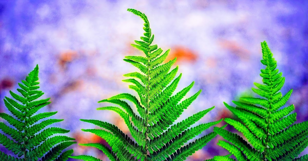 Three Fern Leaves
