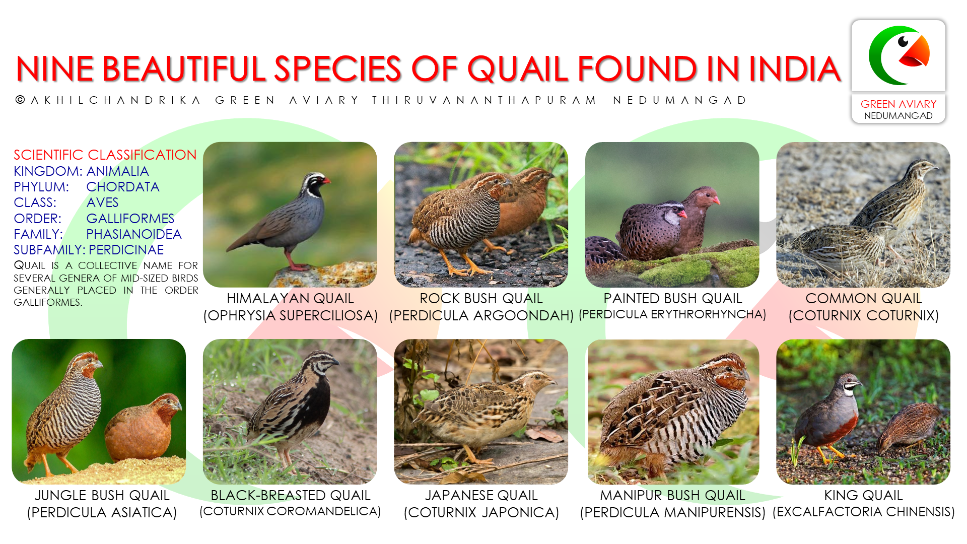 NINE BEAUTIFUL SPECIES OF QUAIL FOUND IN INDIA