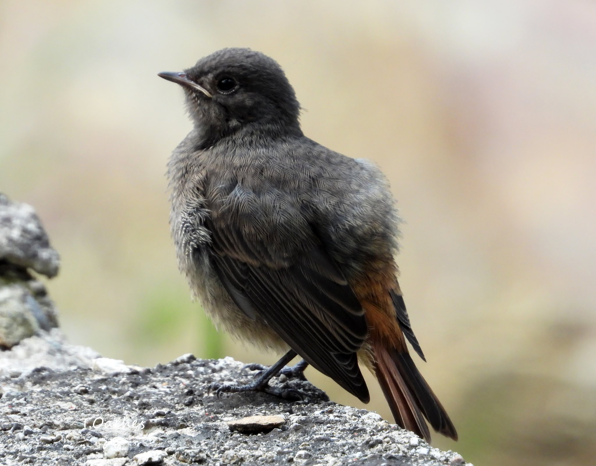 PASARI DIN ROMANIA: CODROS DE MUNTE (1), Phoenicurus ochruros