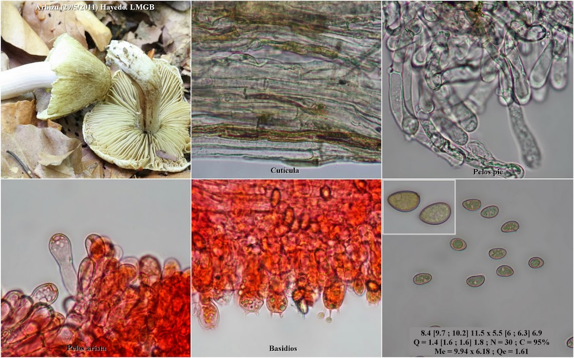 Microscopía de hongos. Vol 2 . D - K: Inocybe rimosa