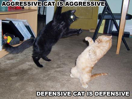 Aggressive Cat vs Defensive Cat | Funny Cat Pictures