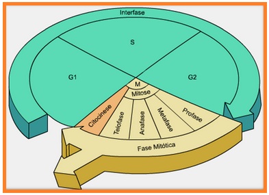 Siklus Sel dan Pembelahan Sel ~ Ilmu Kuadrat