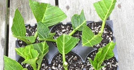 Rooting hydrangea cuttings