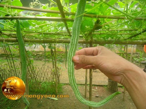 Paria Belut, Pare Belut alias Pare Ular, Snake Gourd