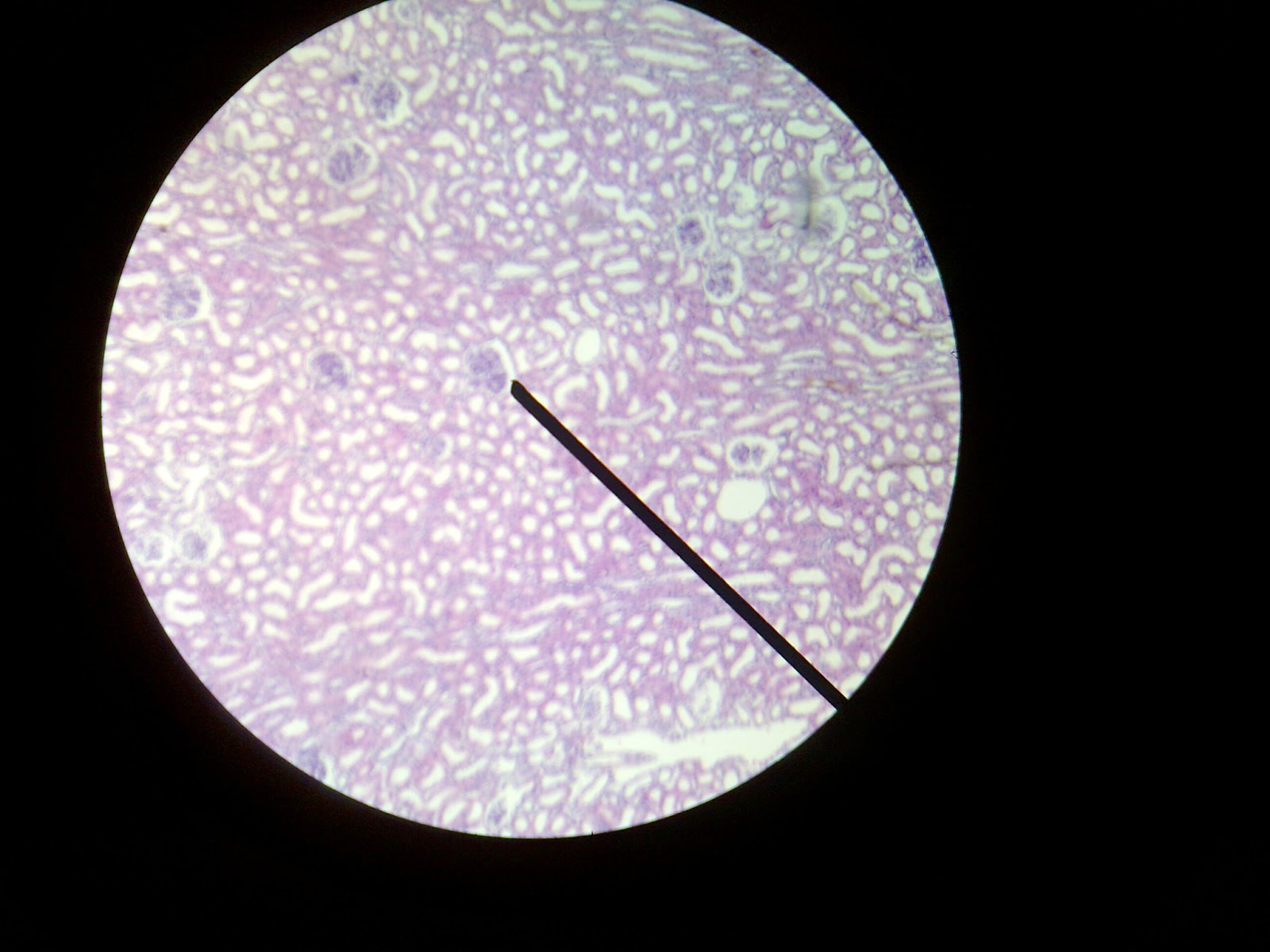 DUNIA BIOLOGIKU: JARINGAN EPITEL