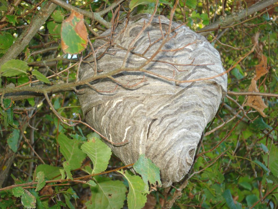 La colmena natural de abejas