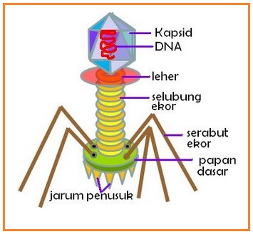BIOLOGI GONZAGA: VIROLOGI