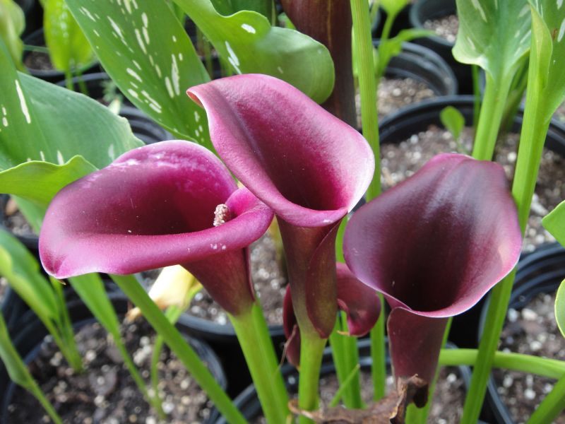 Gallery of Callas Lilies by Color: Black Calla Lilies