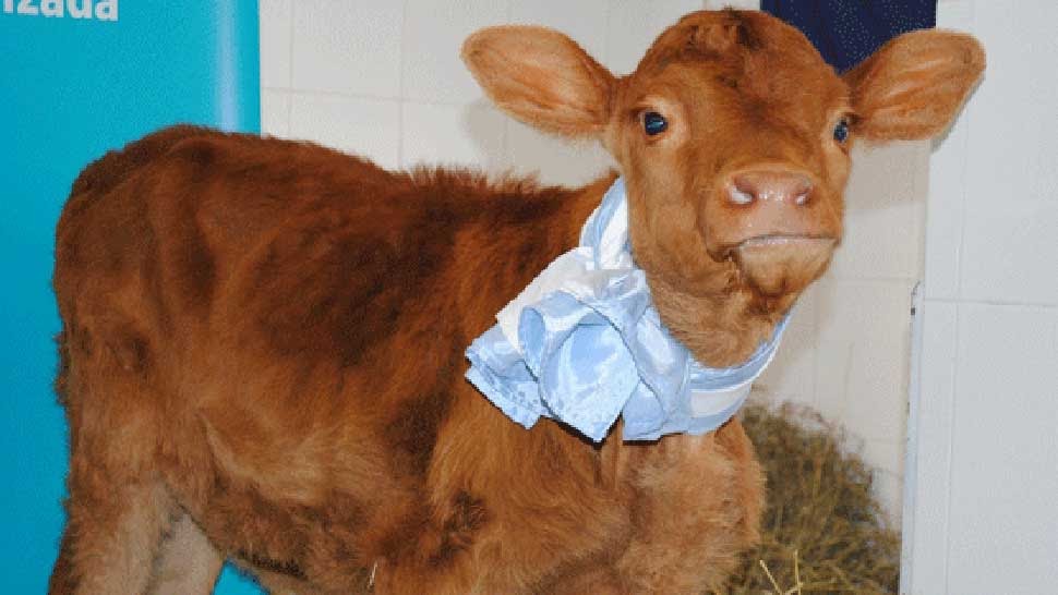 Conoce a Rosita una vaca clonada que produce leche similar a la materna ...