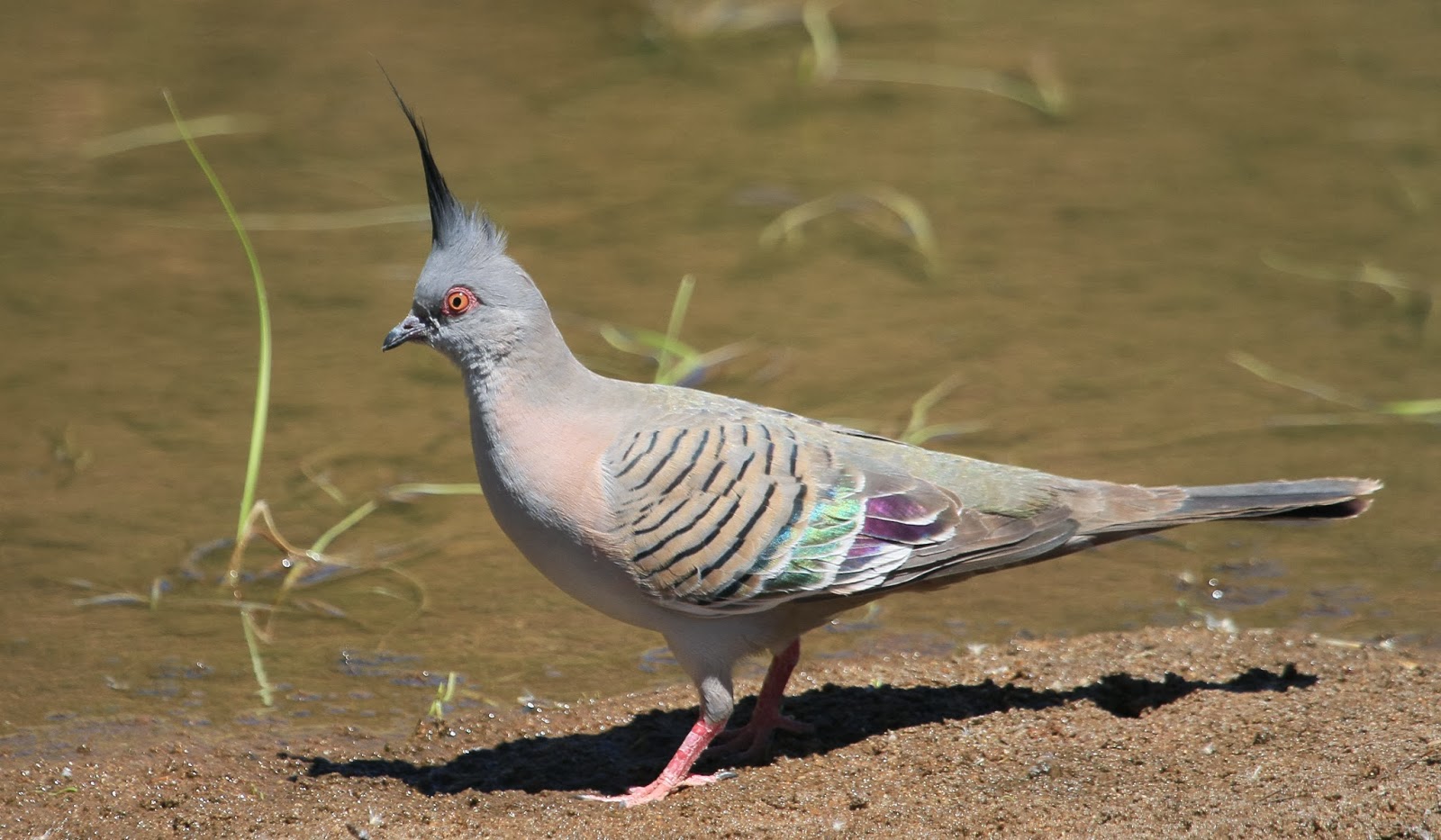 Richard Waring's Birds of Australia: Red Centre Twitchathon 2013 - Buff ...