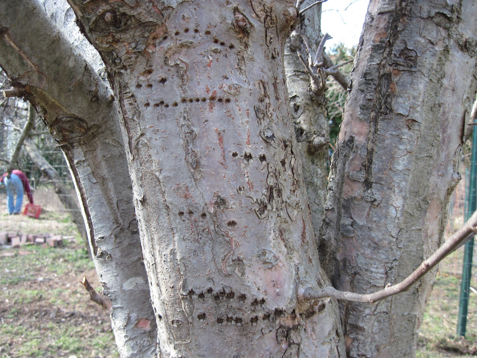 Central Virginia Organic Gardener: Dreaded beetles boring into your ...