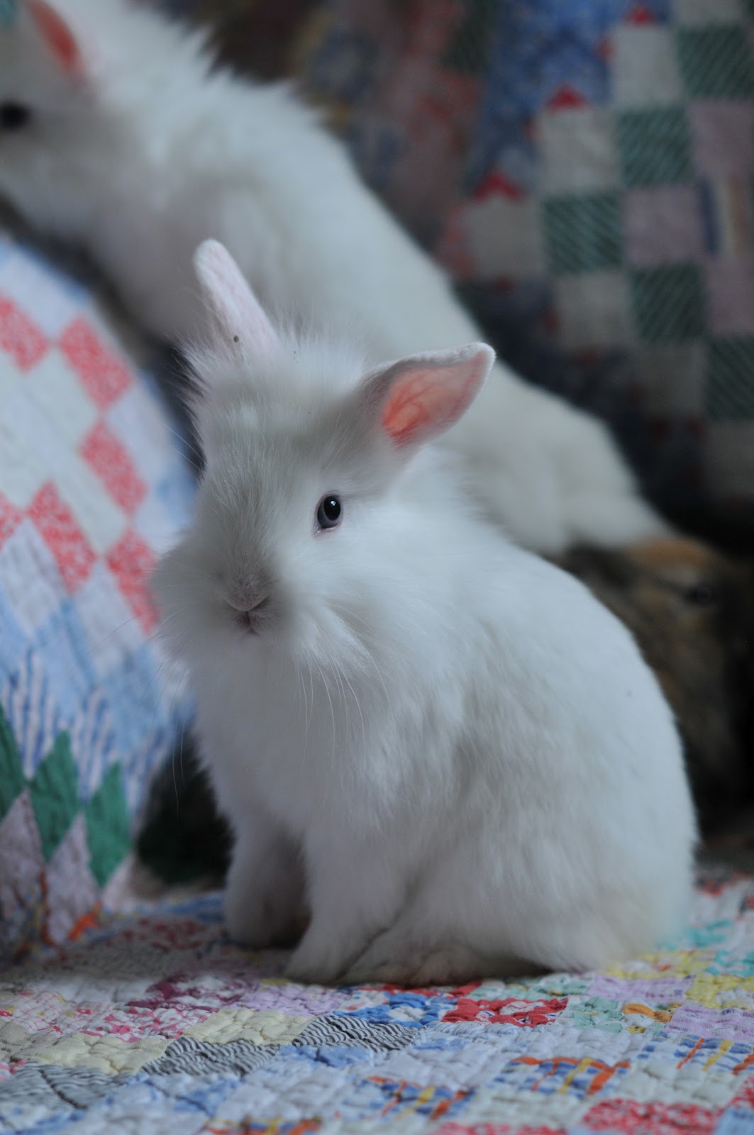 moments of perfect clarity: follow that white rabbit