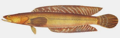 Mahamaya Hiko: Jenis jenis snakehead fish (Channidae family)