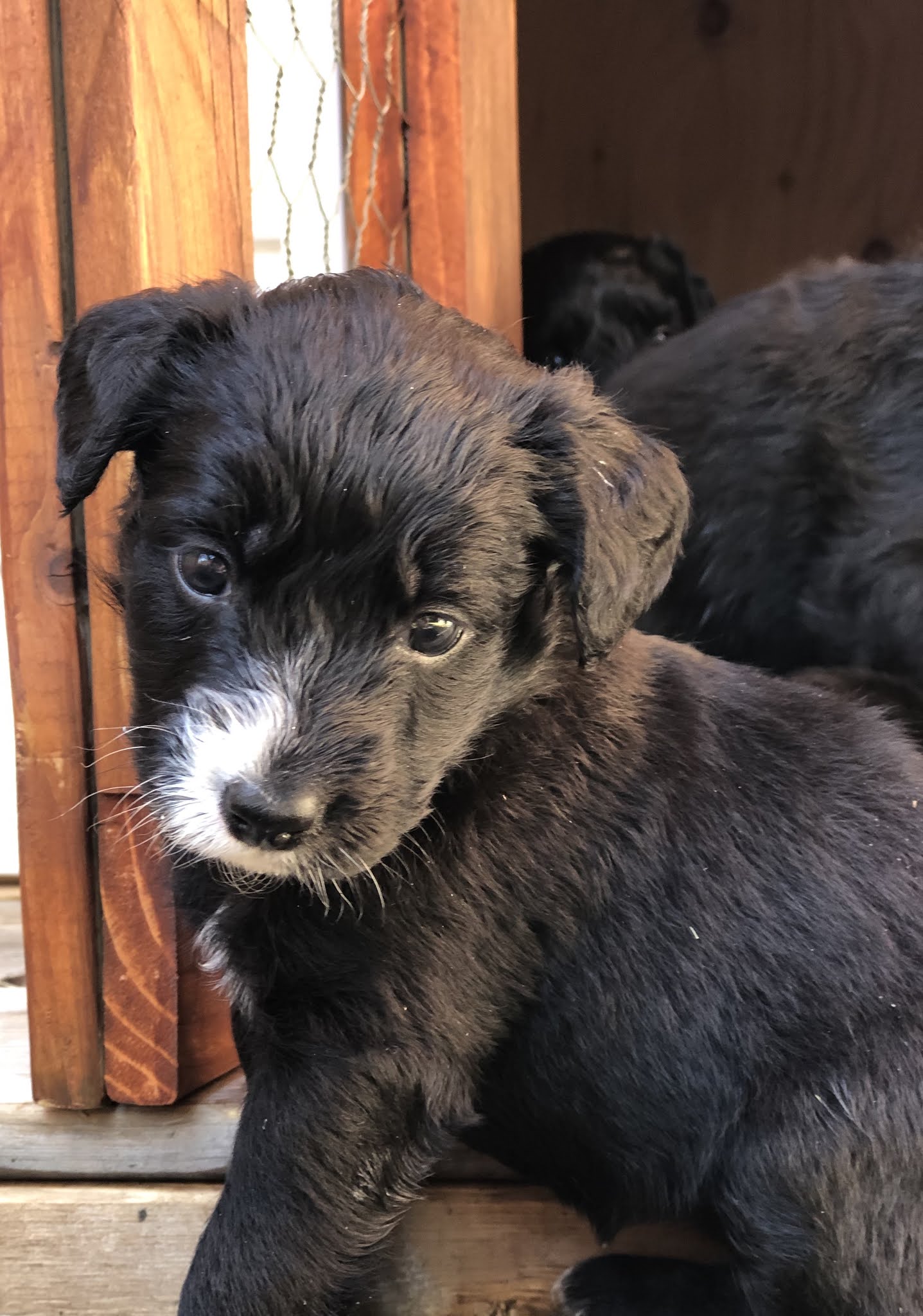 Mini-Bordoodle Pupdate: 4 weeks old . . .Wanna take a peek