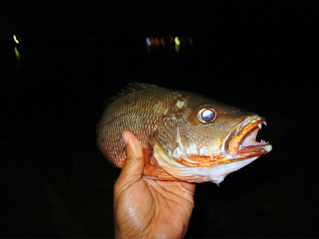 Siakap 700g | Siakappaka