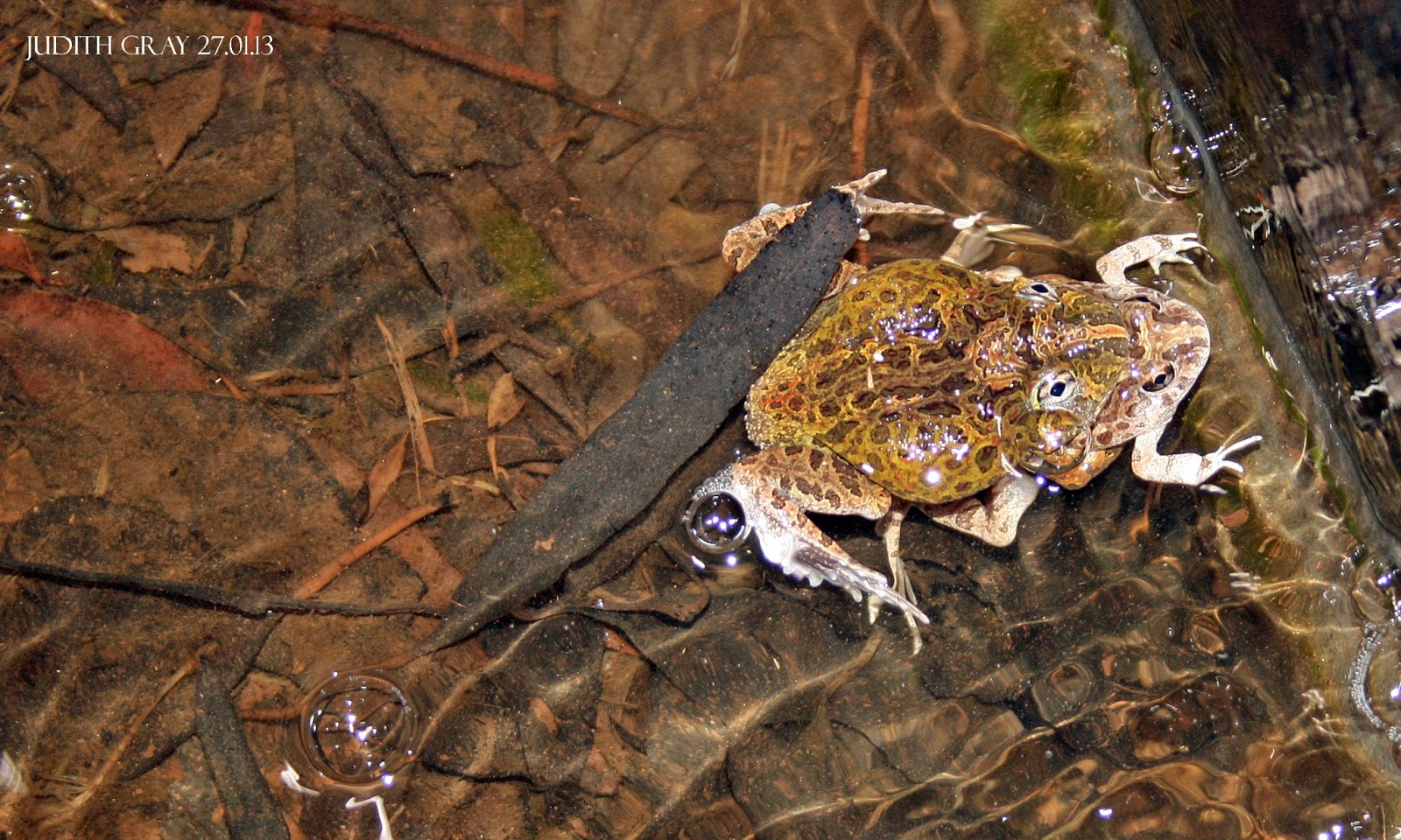 Ornate Burrowing-Frog's 27/01/13