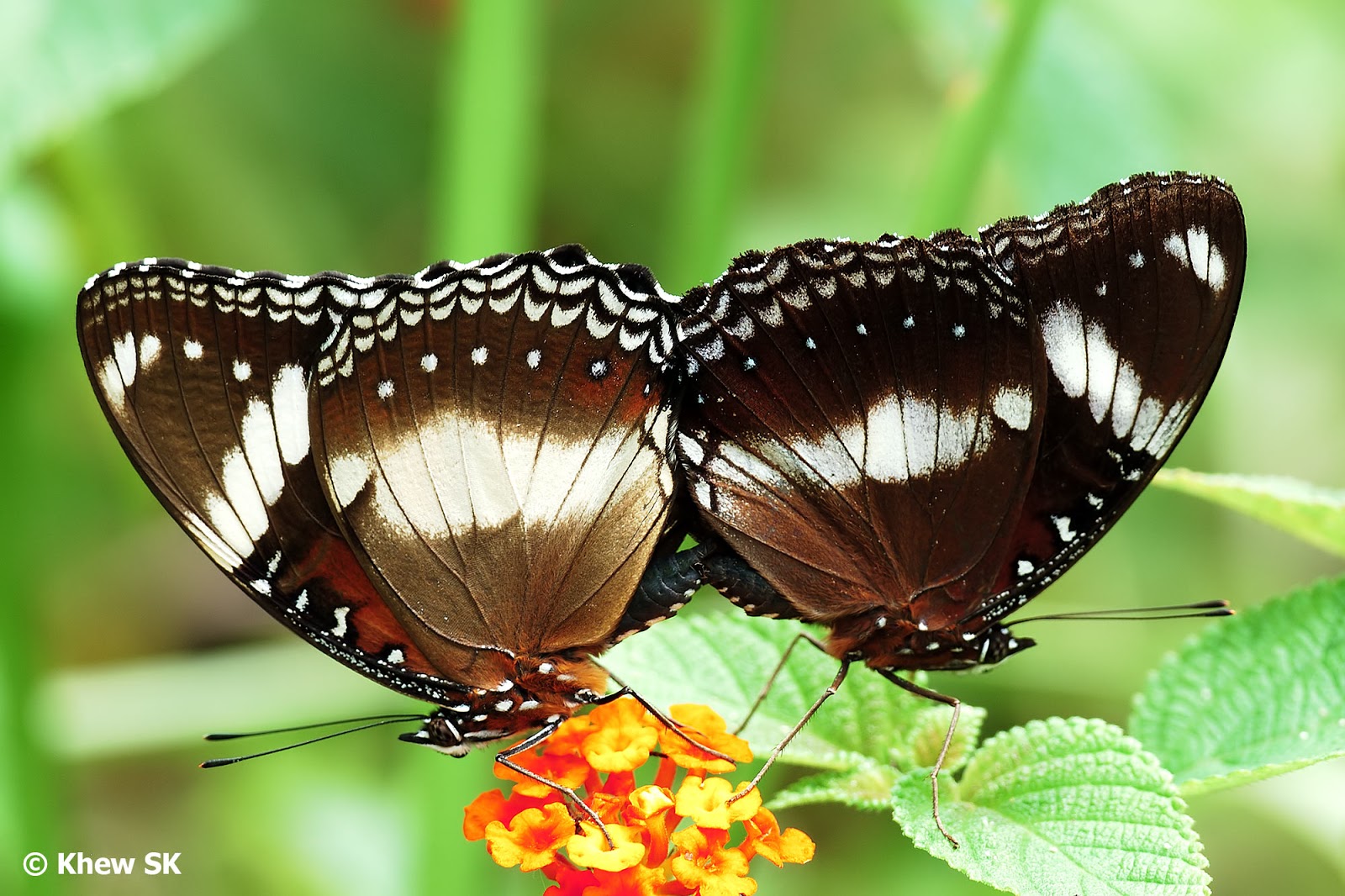 Butterflies of Singapore: Three Eggflies