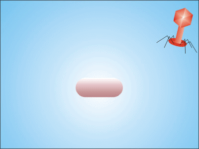 Alexa Molina: 3.1.3.2 BACTERIOFAGOS