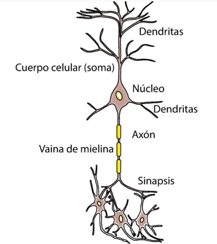Definición y tipología de las neuronas