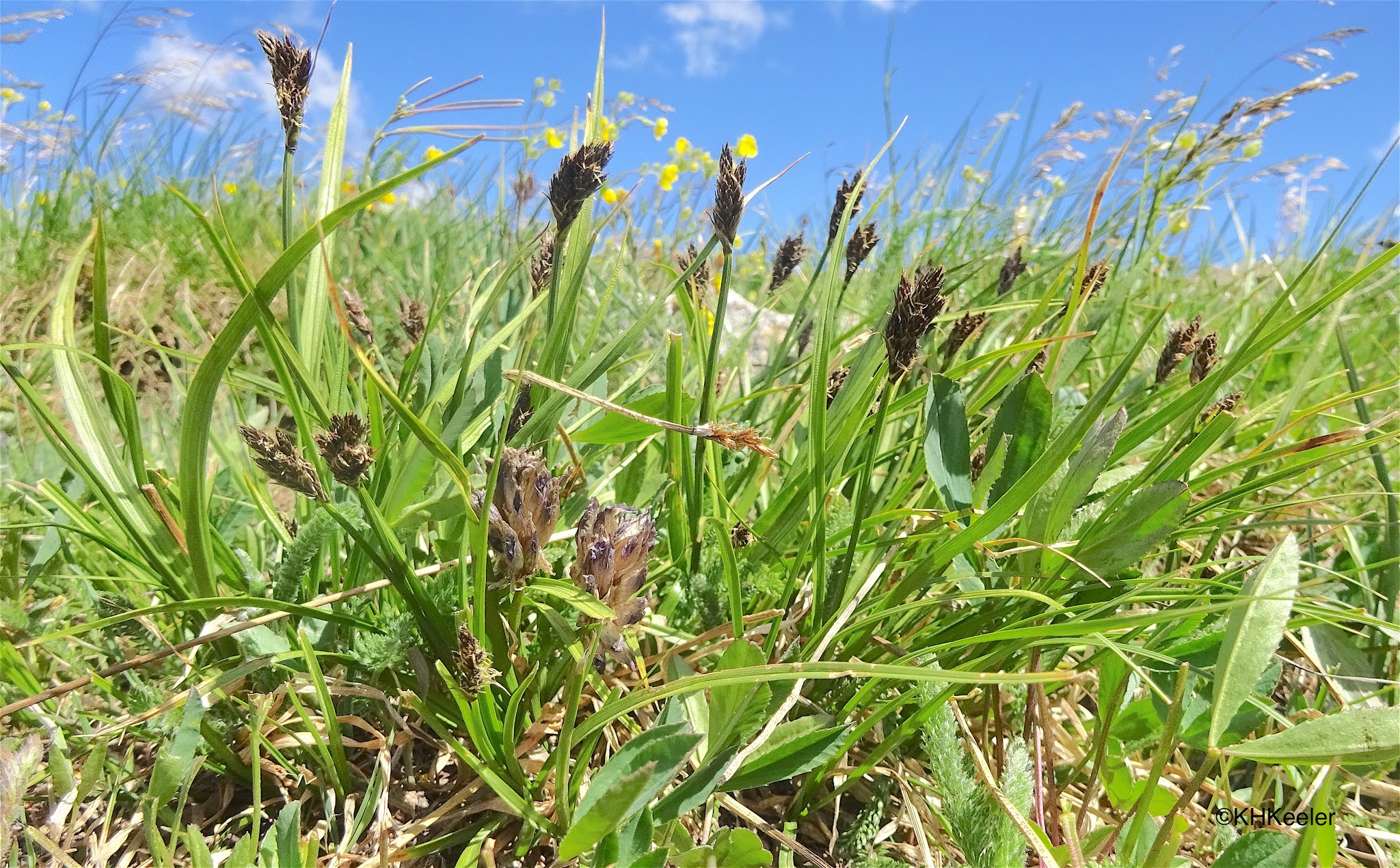 A Wandering Botanist: Alpine Tundra Wildflowers in Rocky Mountain ...