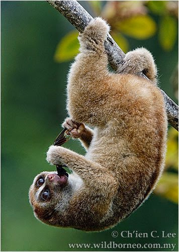 Blognya anak tuban sejati: hewan Kukang