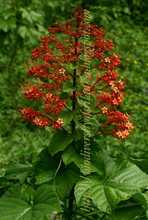 Biodiversity of Sri Lanka: රතු පින්න[Rathu-pinna]/Pagoda flower/Red ...
