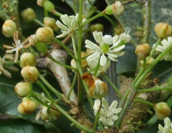 ALAM TUMBUHAN: Keluarga maluku / Malukuia (Trimeniaceae family)