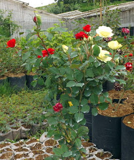 Tips & Cara Penanaman Bibit Mawar dalam Pot atau Polybag - Budidaya dan ...