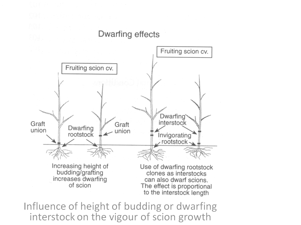 Farmers Club: Apple Tree: High Density Plantation: Apple Rootstock