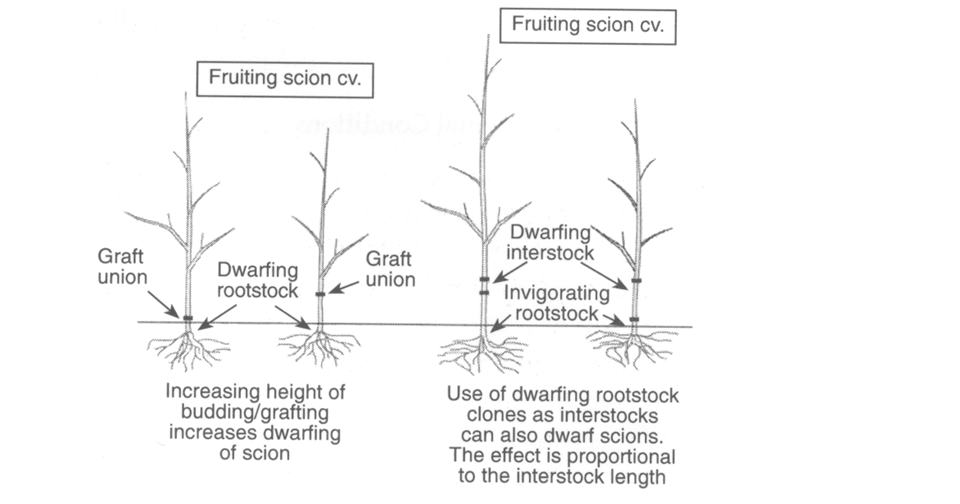 Farmers Club Apple Tree High Density Plantation Apple Rootstock