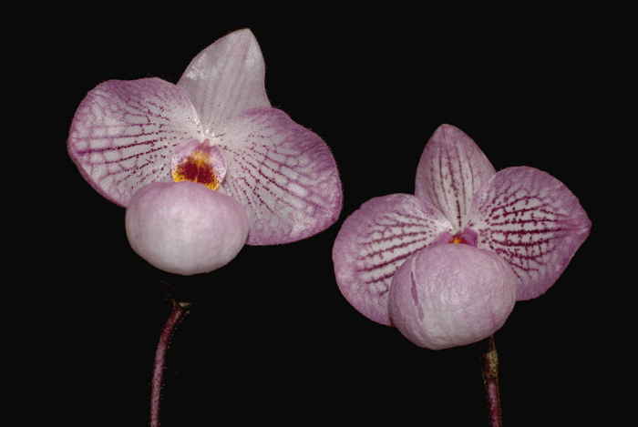 Magic Lantern | Slippertalk Orchid Forum