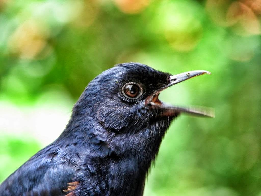 Kupas tuntas burung murai batu, murai mania wajib baca | Burung Kicau ...