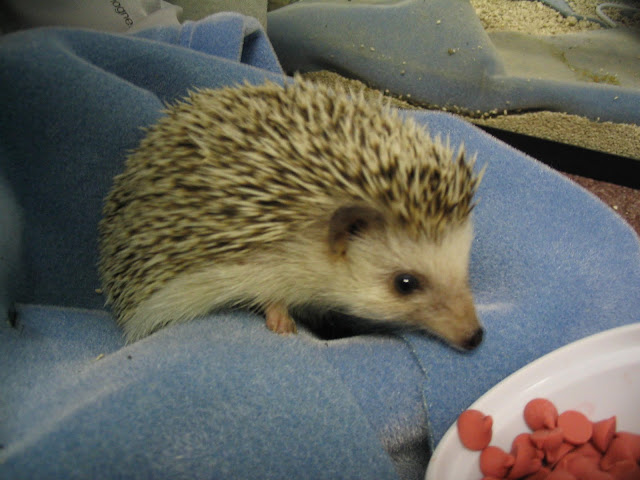Amazing Hedgehog - Hedgehogs Facts, Photos, Information, Habitats, News ...