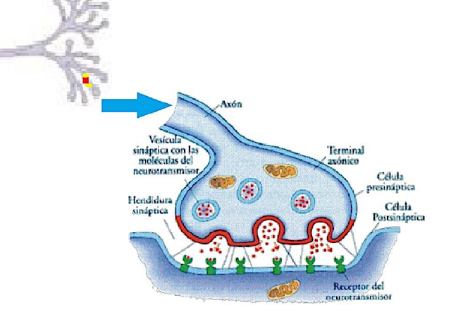Biología Octavo: Sinapsis: Así se comunican las neuronas